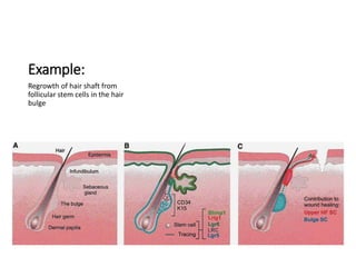 Regeneration types.how regeneration occurs, regeneration in salamanders ...