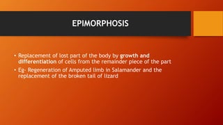 REGENERATION IN ANIMALS-DEON DAVID, LOYOLA COLLEGE CHENNAI | PPTX