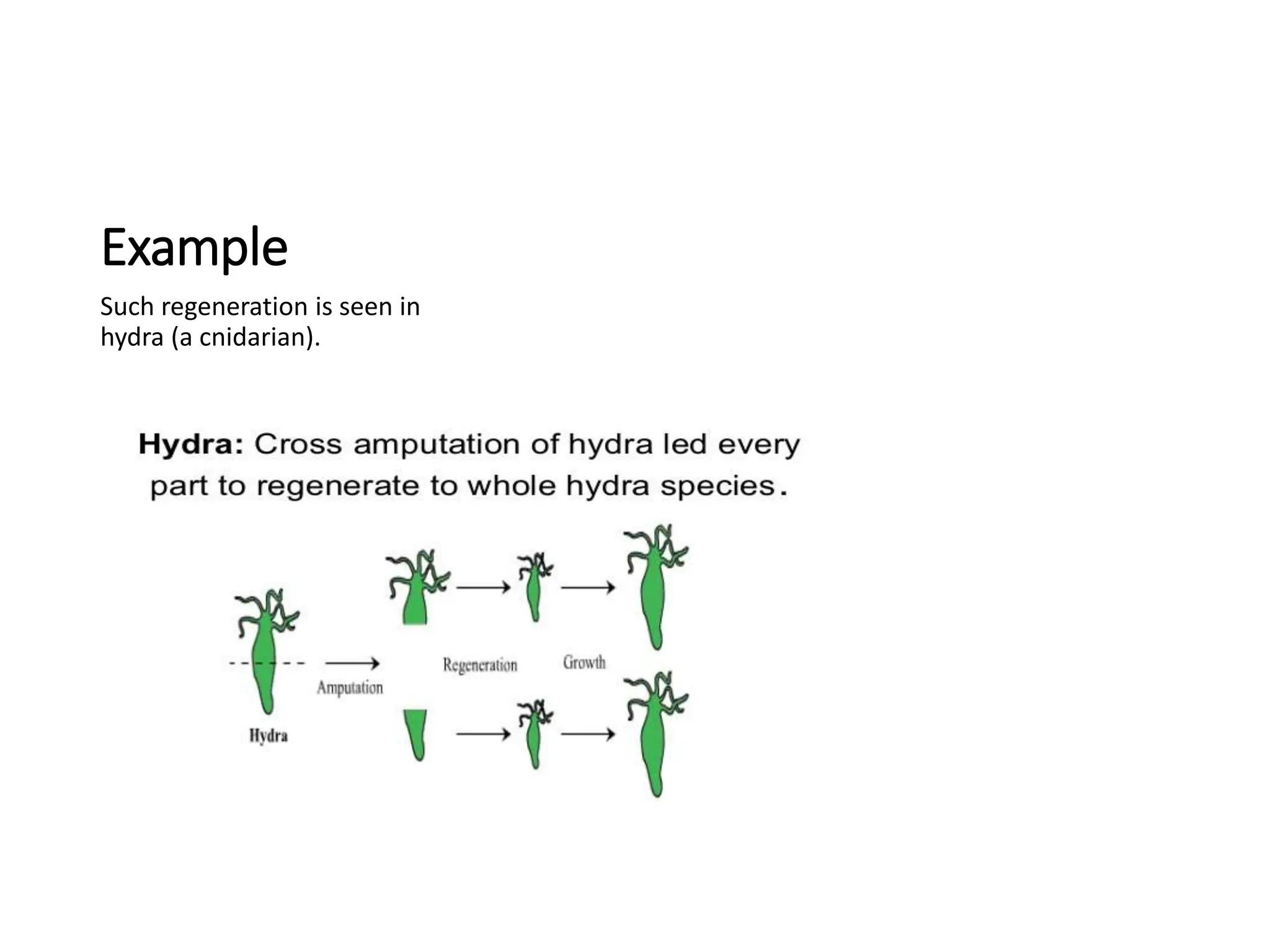 Regeneration In Amphibians regeneration.pptx