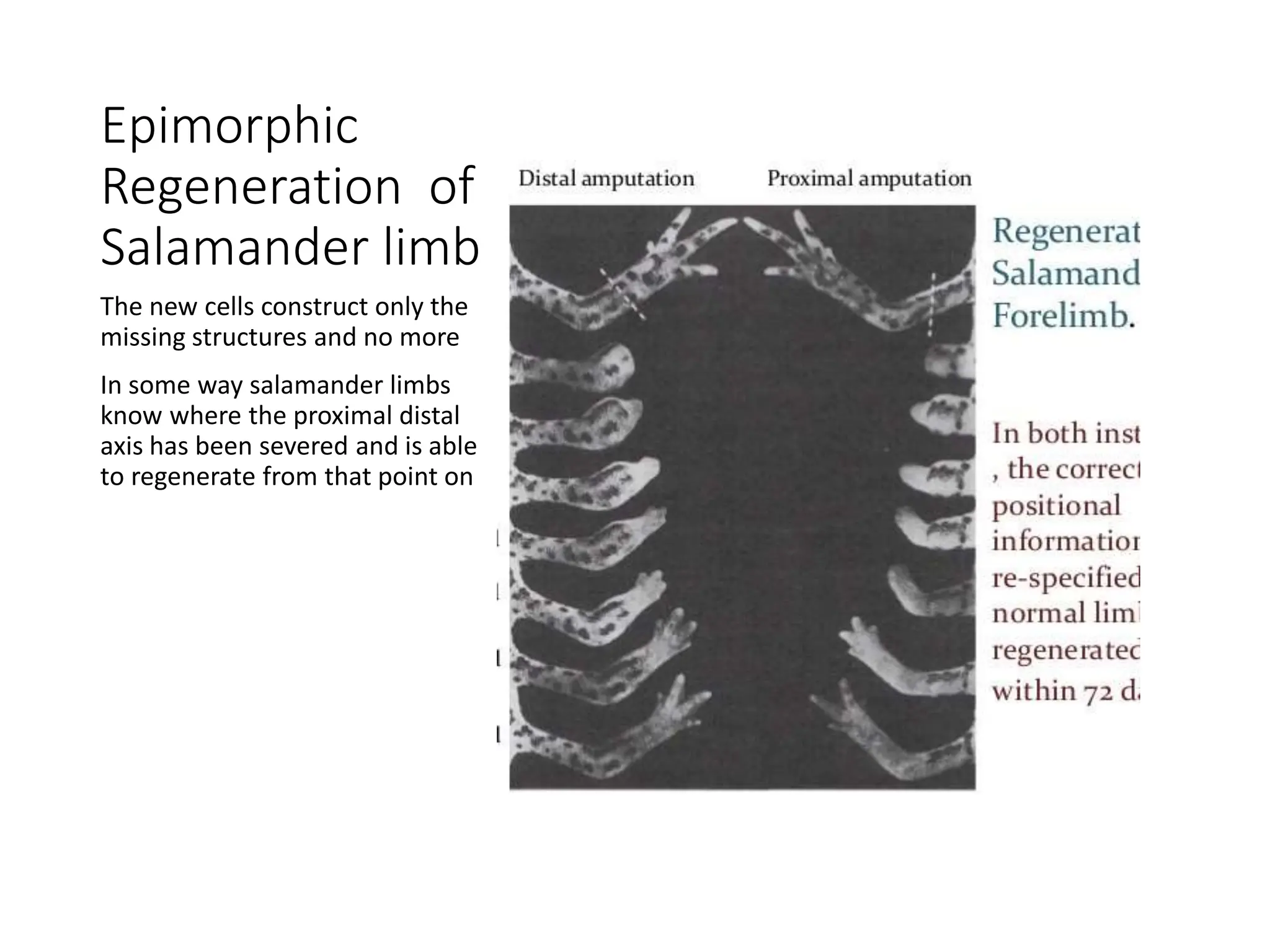Regeneration In Amphibians regeneration.pptx