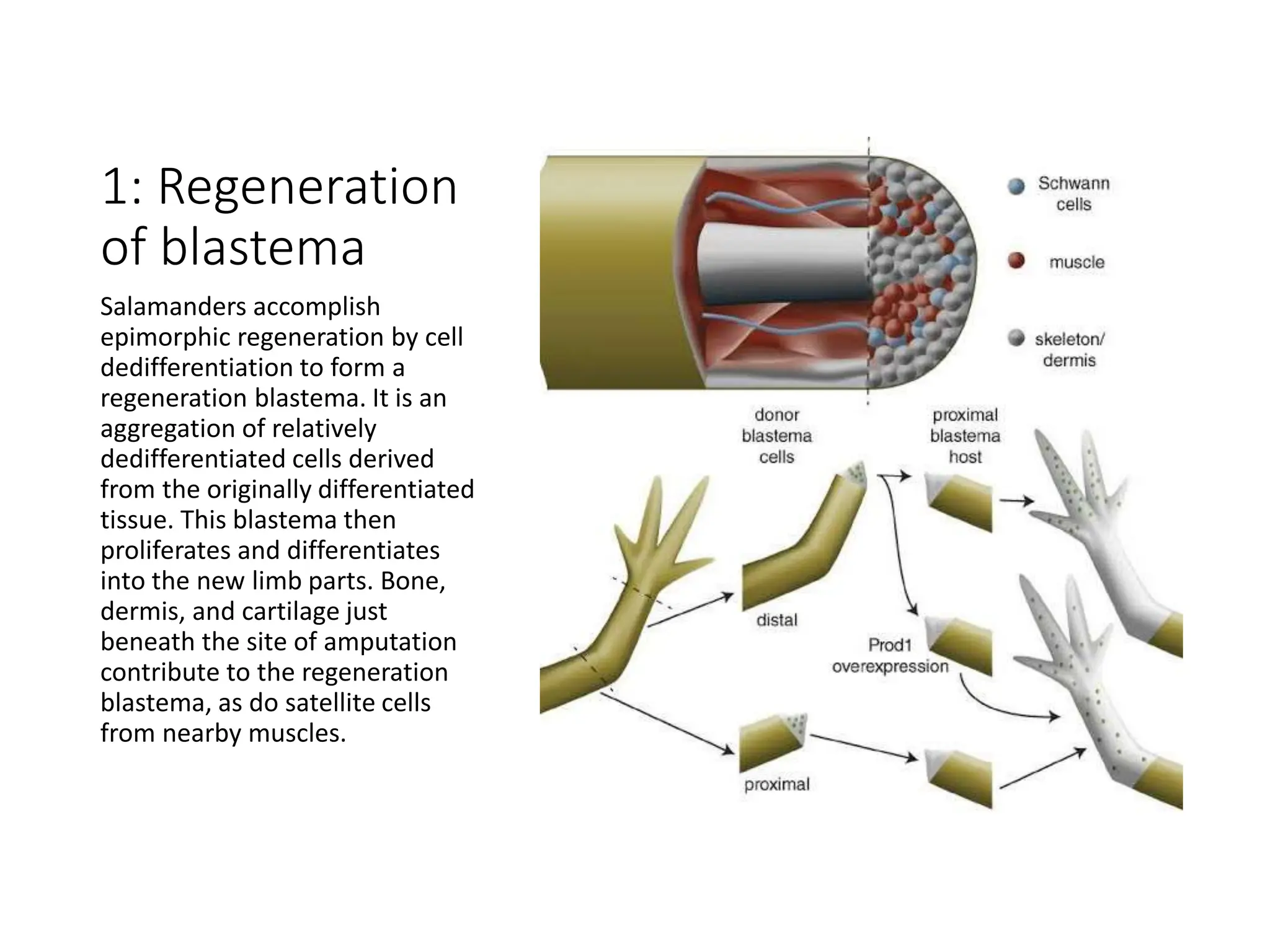 Regeneration In Amphibians regeneration.pptx