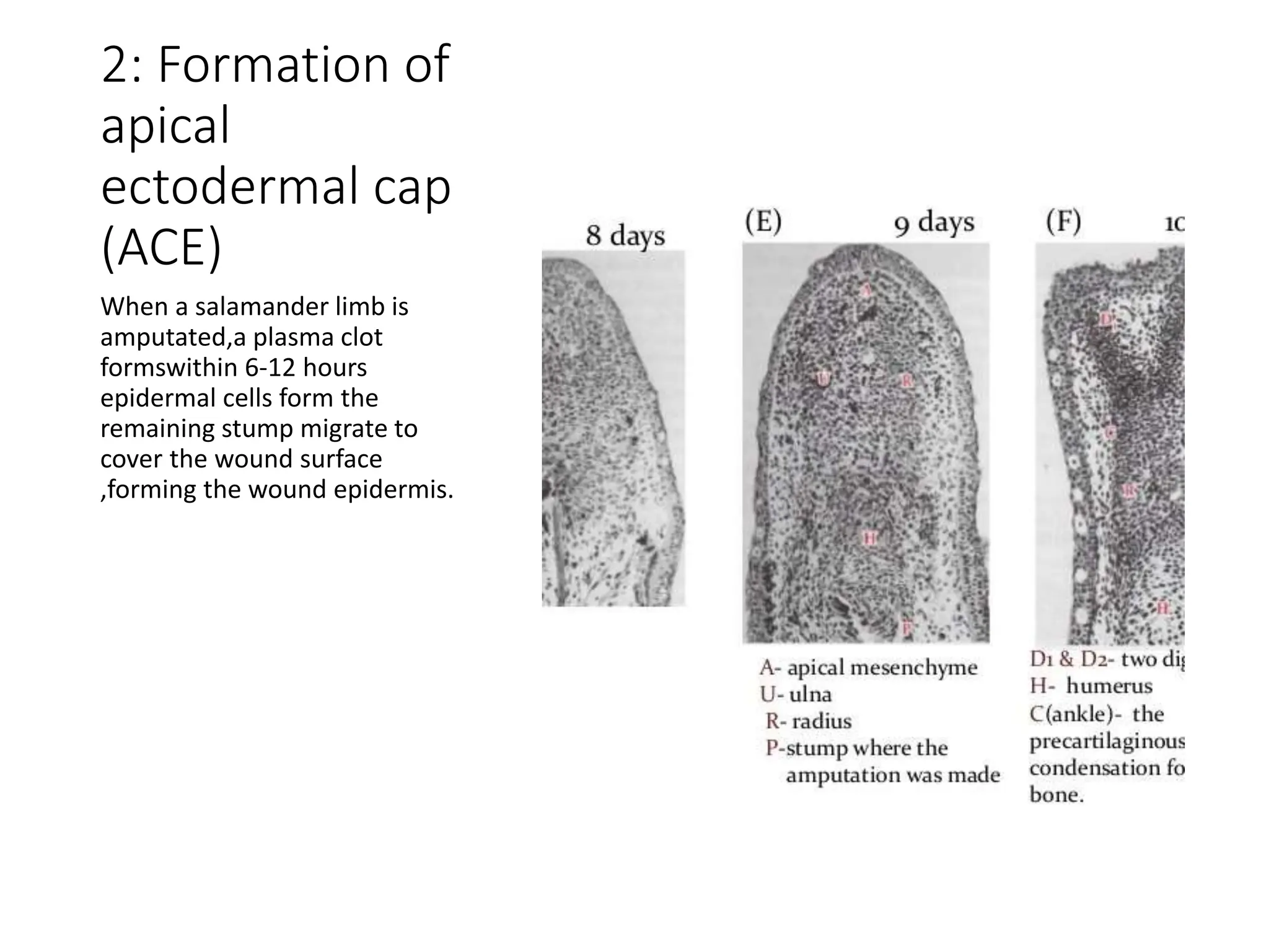 Regeneration In Amphibians regeneration.pptx
