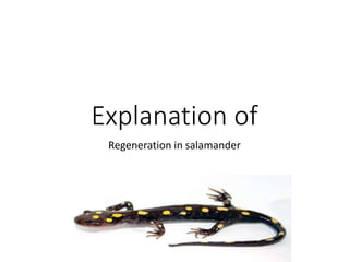 Regeneration In Amphibians regeneration.pptx
