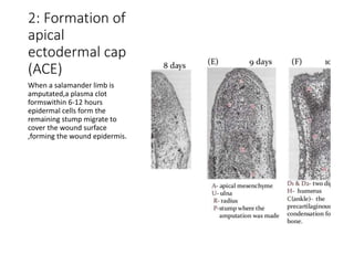 Regeneration In Amphibians regeneration.pptx