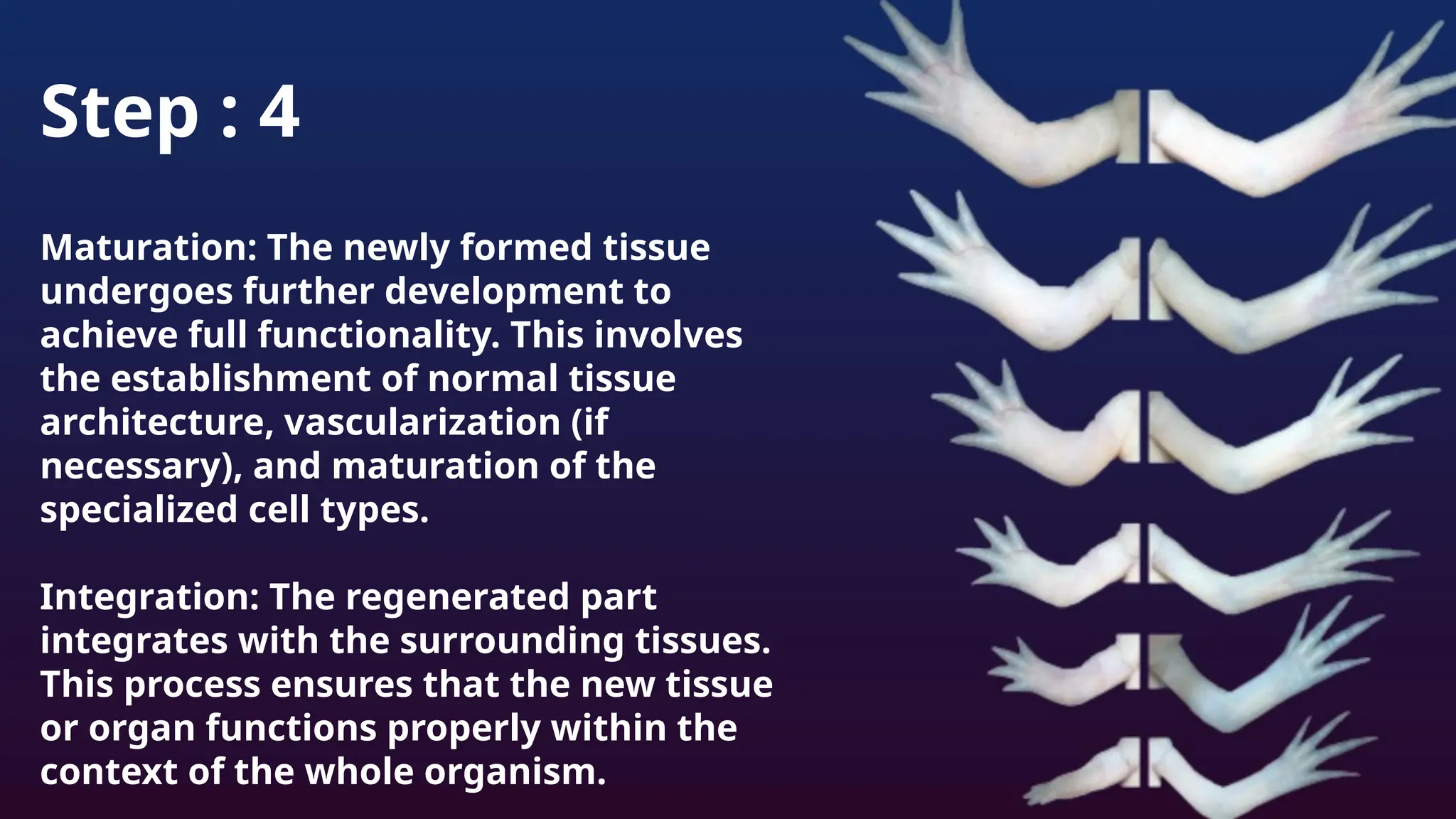 regeneration in amphibians ( limbs regeneration )1.pptx