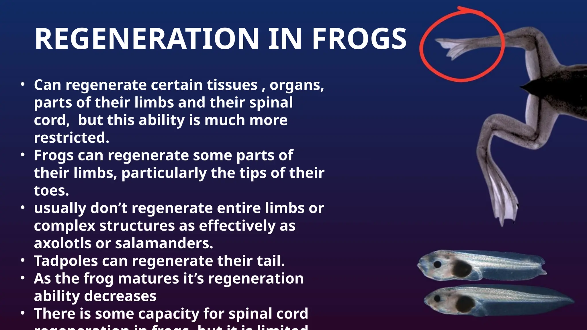 regeneration in amphibians ( limbs regeneration )1.pptx