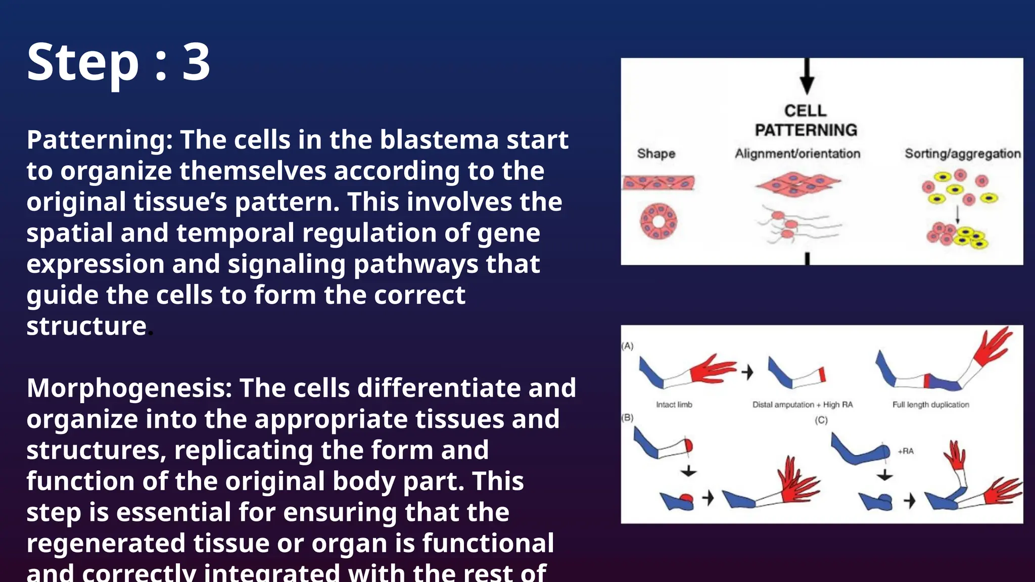 regeneration in amphibians ( limbs regeneration )1.pptx