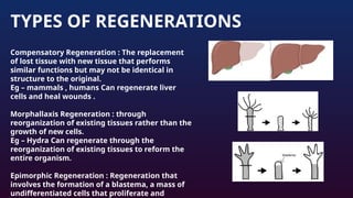regeneration in amphibians ( limbs regeneration )1.pptx