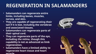 regeneration in amphibians ( limbs regeneration )1.pptx