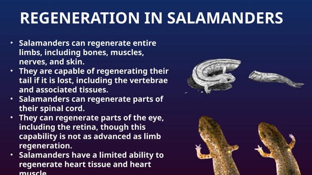 regeneration in amphibians ( limbs regeneration )1.pptx