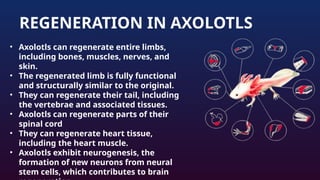 regeneration in amphibians ( limbs regeneration )1.pptx