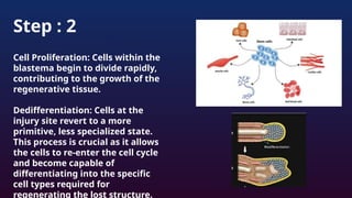 regeneration in amphibians ( limbs regeneration )1.pptx