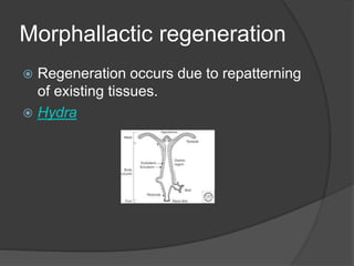 Regeneration in animals | PPSX