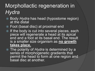 Regeneration in animals | PPSX
