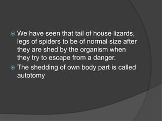 Regeneration in animals | PPSX