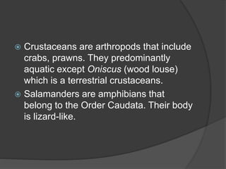 Regeneration in animals | PPSX