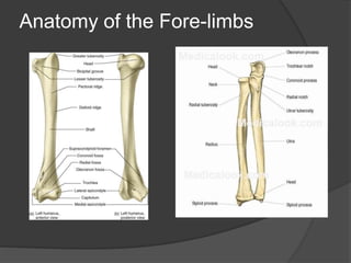 Regeneration in animals | PPSX