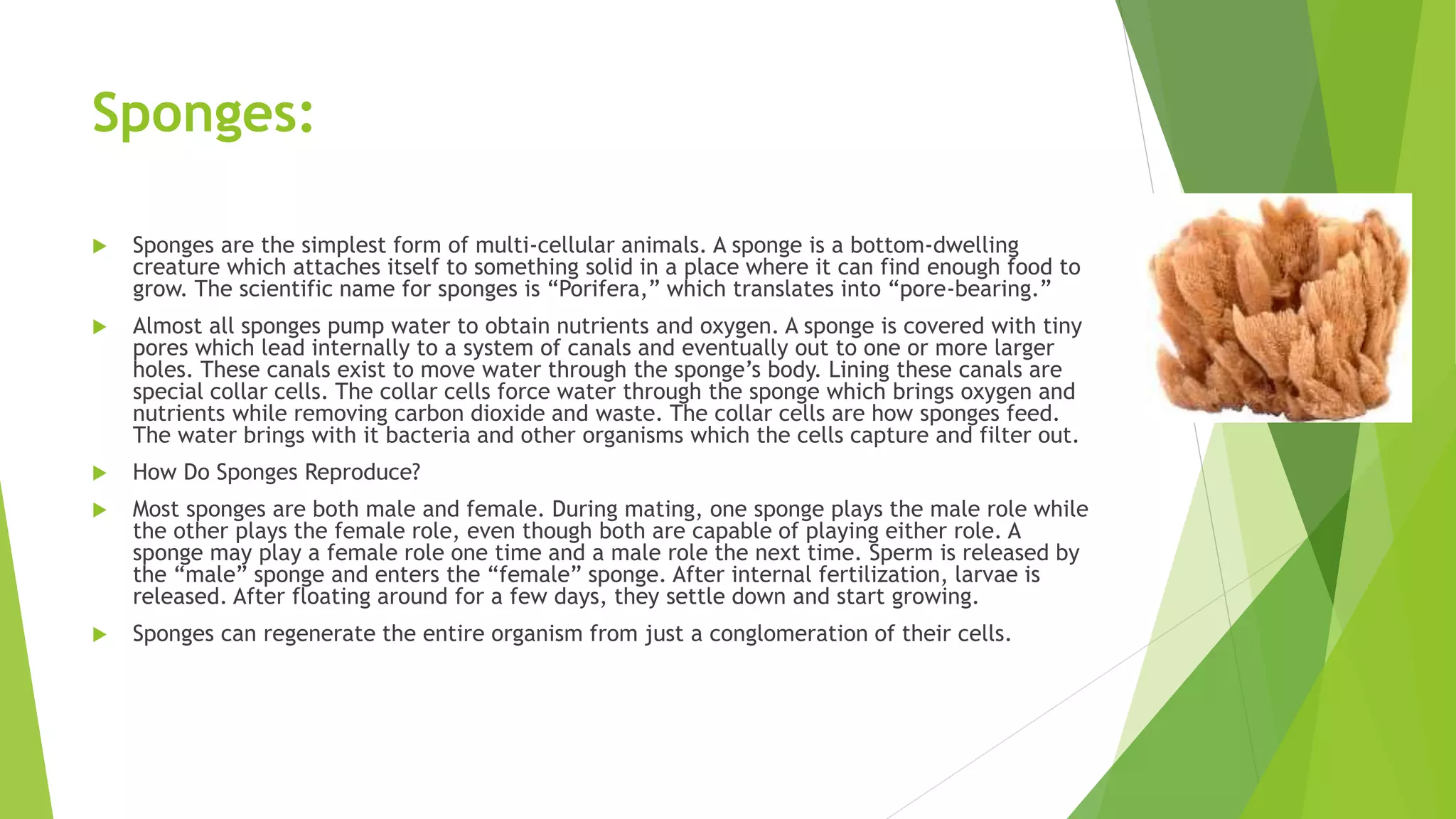 Regeneration in sponges, paramecia, planaria, etc. | PPTX