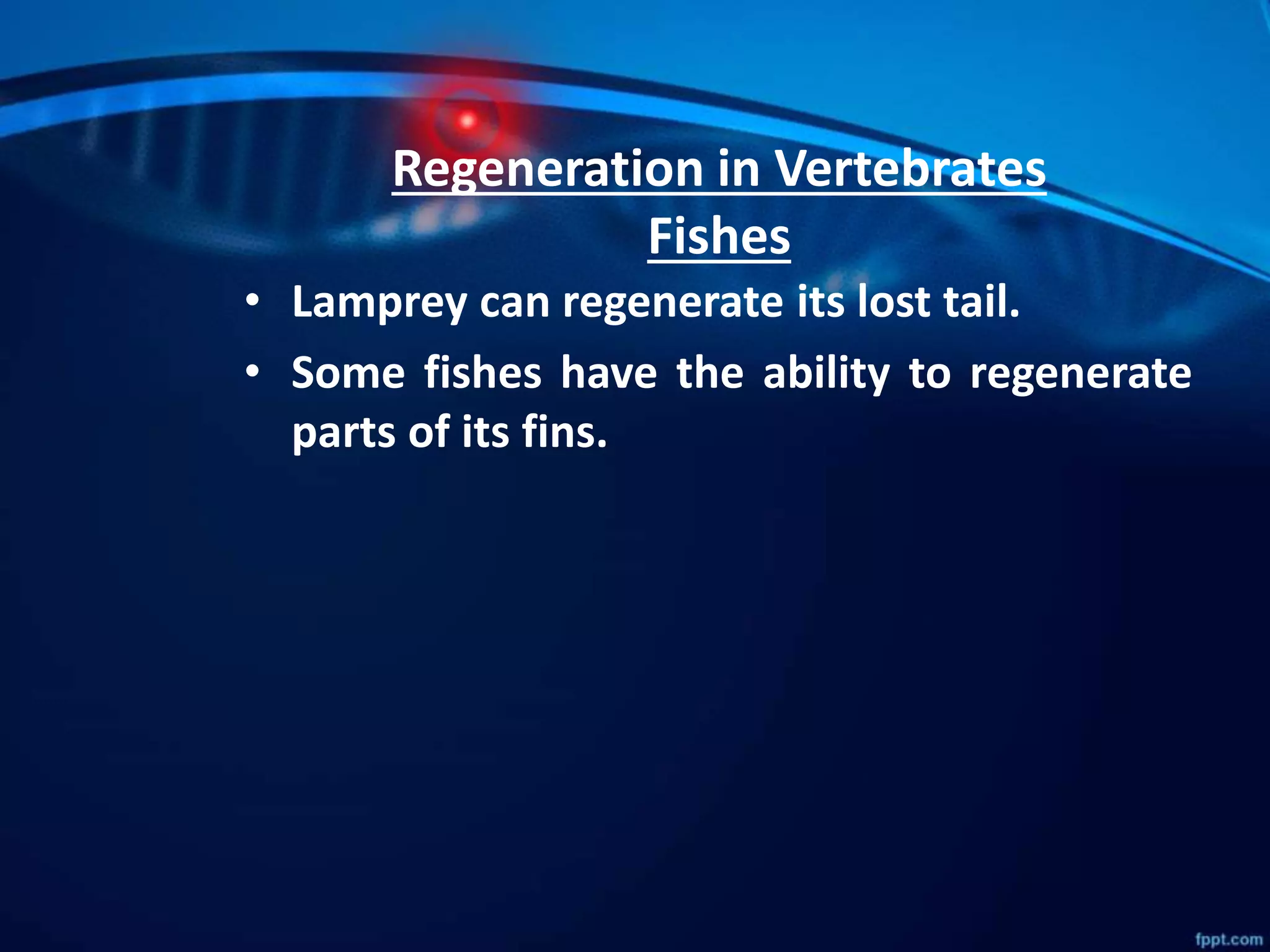 Regeneration in vertebrates | PPTX