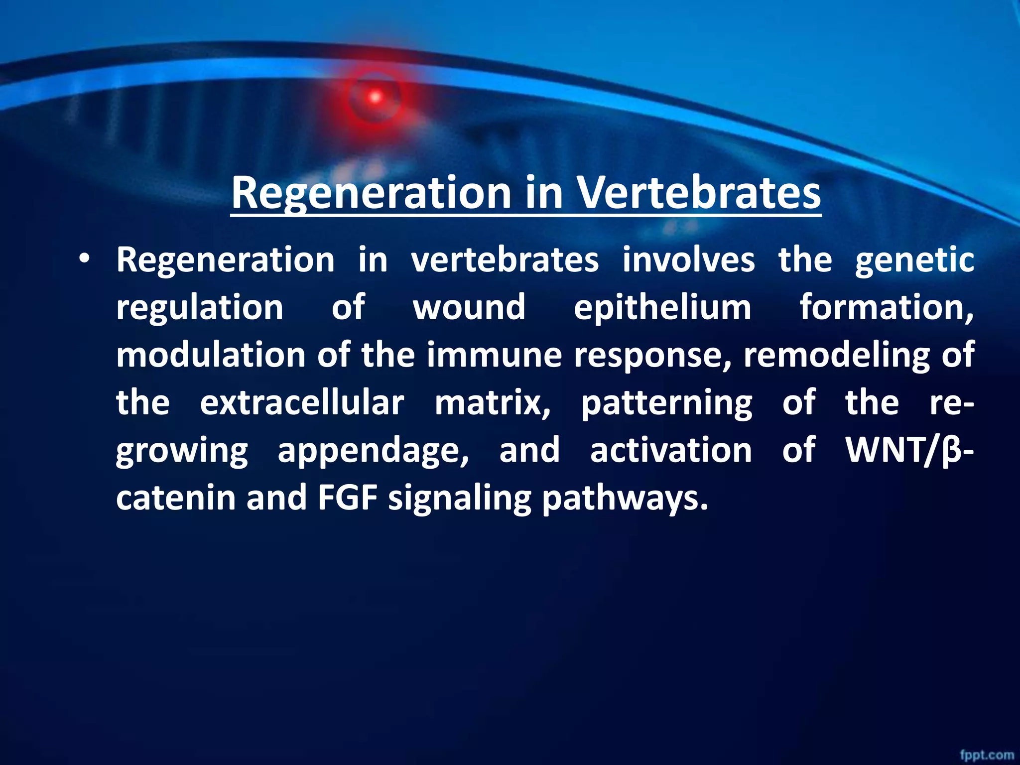 Regeneration in vertebrates | PPTX