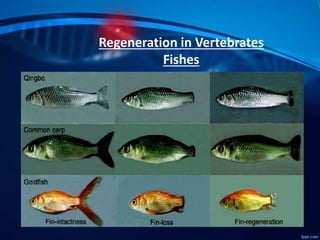 Regeneration in vertebrates | PPTX