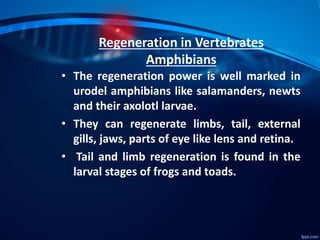 Regeneration in vertebrates | PPTX