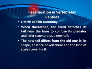 Regeneration in vertebrates | PPTX