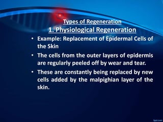 Regeneration in vertebrates | PPTX
