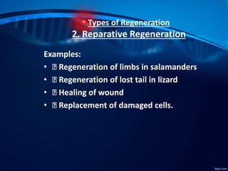 Regeneration in vertebrates | PPTX