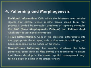 Regeneration in vertebrates - Dr.M.Jothimuniyandi | PPT