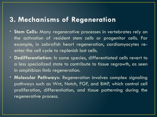Regeneration in vertebrates - Dr.M.Jothimuniyandi | PPT