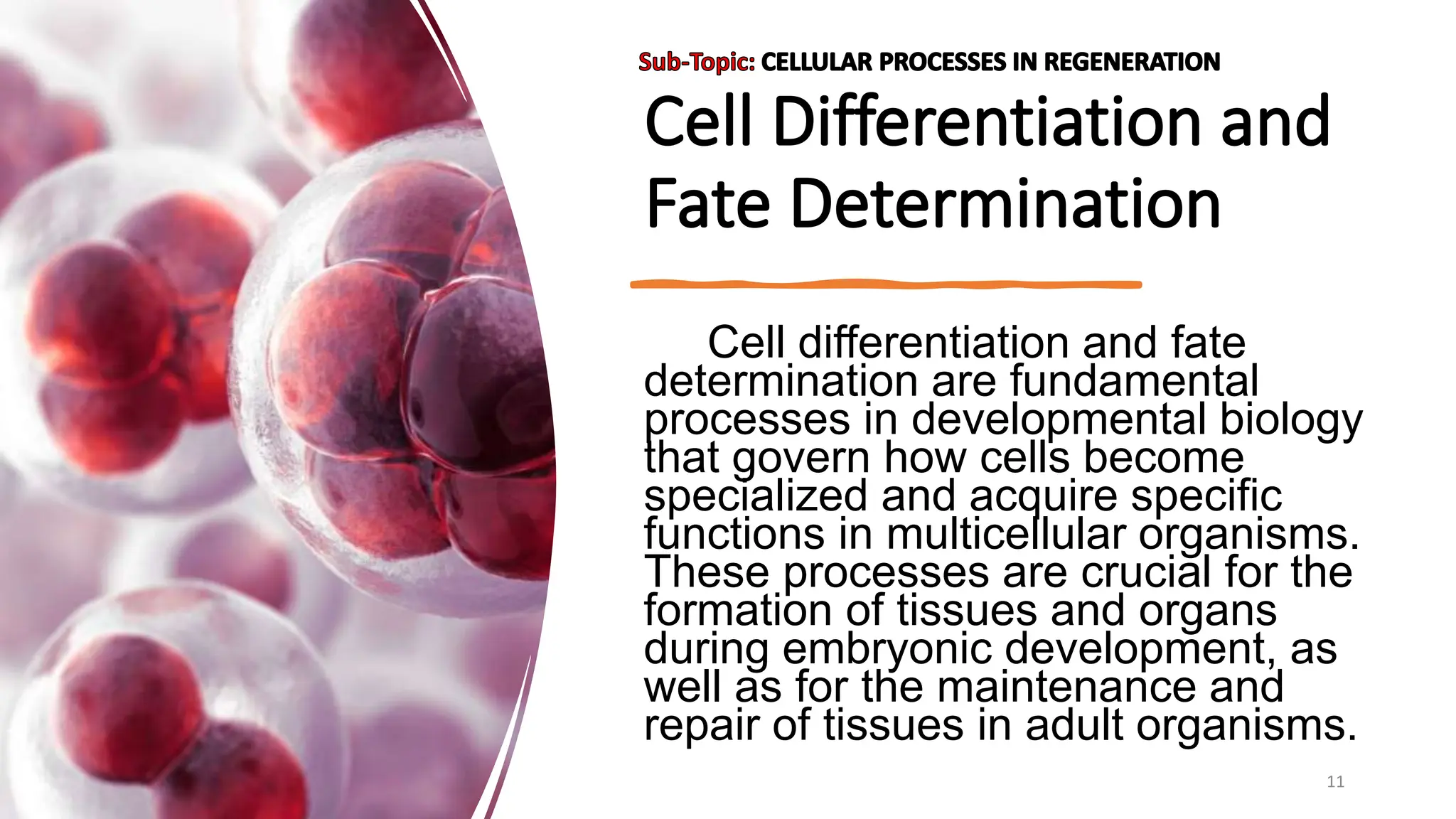 regeneration pattern | PPTX
