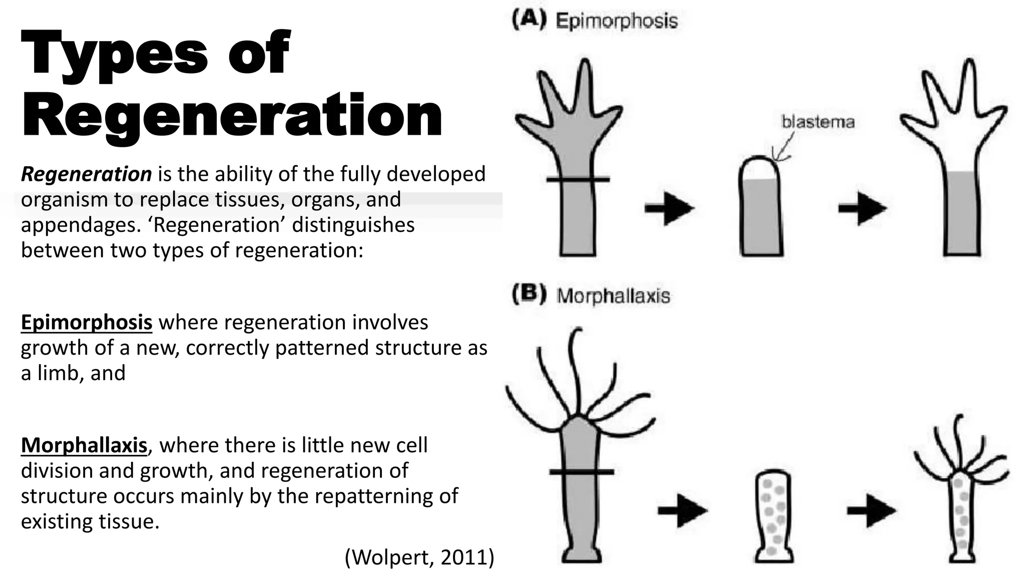 regeneration pattern | PPTX
