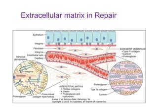 Regeneration Repair-Eng.pptx