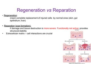 Regeneration Repair-Eng.pptx