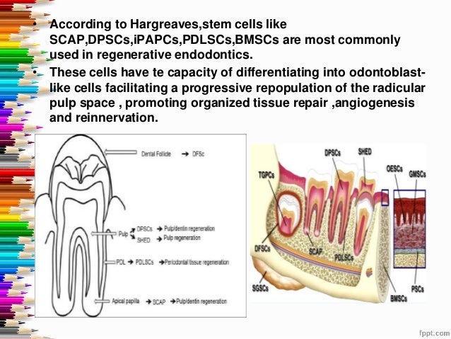 Regenerative endodontic