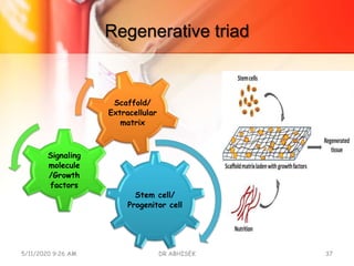Regenerative endodontics | PPT