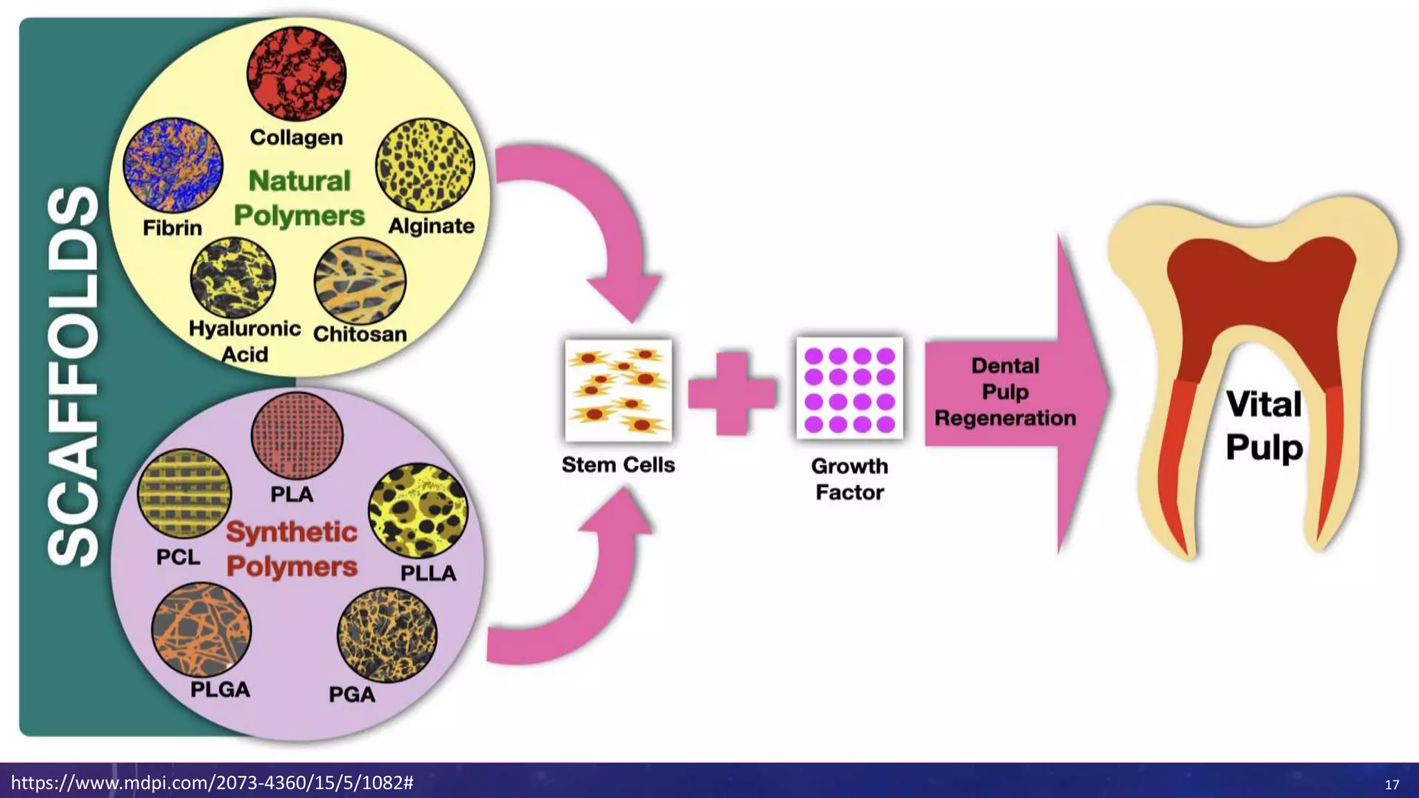 Regenerative Endodontics | PPTX