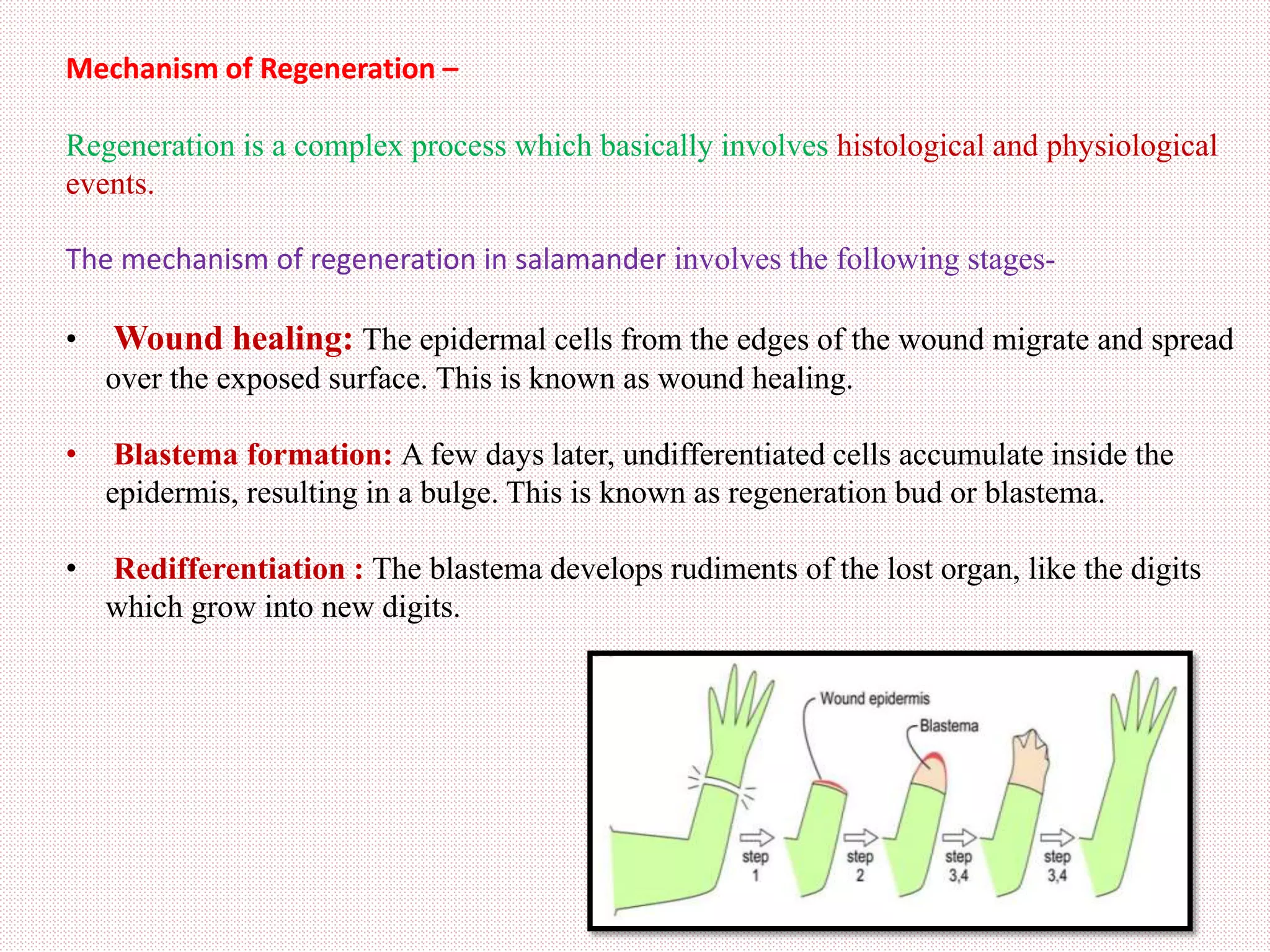 Regeneration Types Of Regeneration Invertebratesandvertebrates Sp