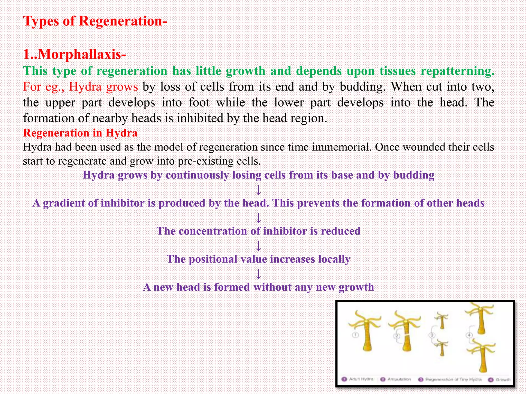Regeneration, Types of Regeneration,Invertebrates&Vertebrates sp ...