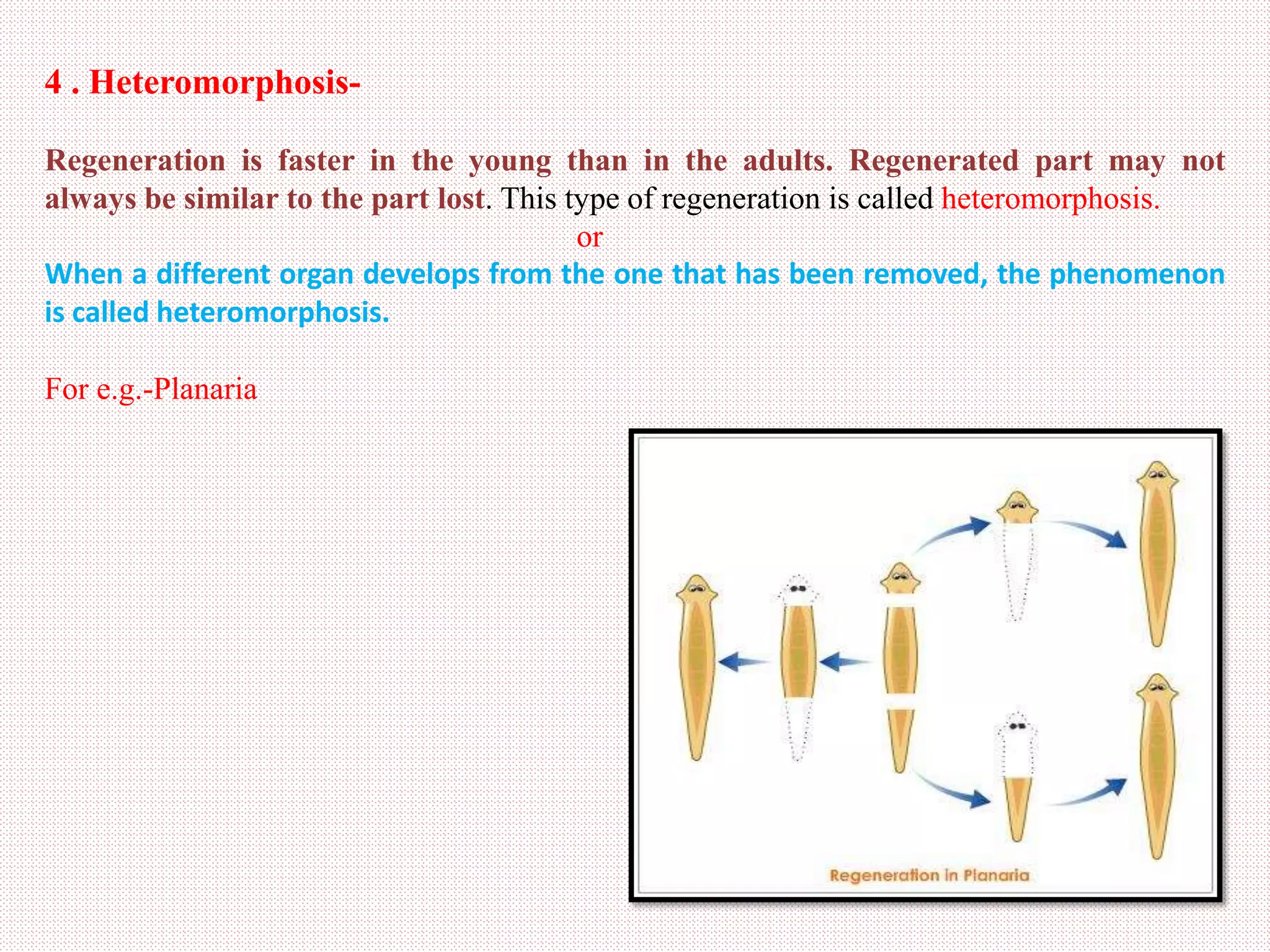 Regeneration, Types of Regeneration,Invertebrates&Vertebrates sp ...