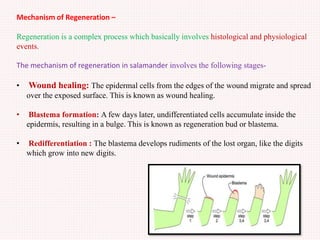 Regeneration, Types of Regeneration,Invertebrates&Vertebrates sp ...