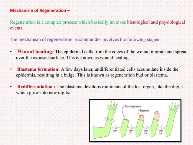 Regeneration, Types of Regeneration,Invertebrates&Vertebrates sp ...