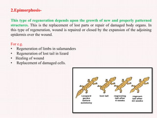 Example Of Regeneration