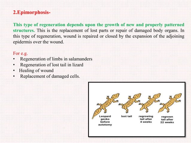Regeneration, Types of Regeneration,Invertebrates&Vertebrates sp ...