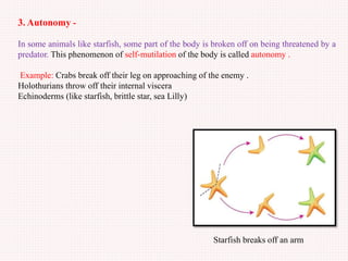 Regeneration, Types of Regeneration,Invertebrates&Vertebrates sp ...