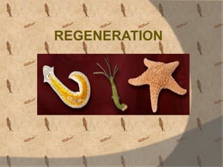 Example Of Regeneration