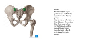 region glútea- anatomia y movimientos.pptx