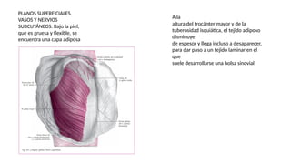 region glútea- anatomia y movimientos.pptx