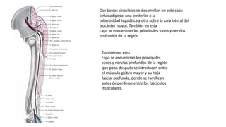 region glútea- anatomia y movimientos.pptx